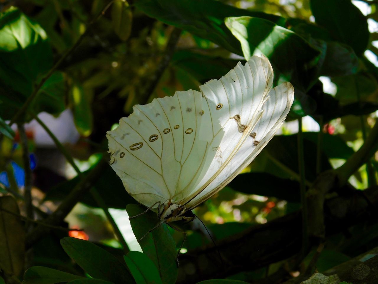 Butterfly World : le temple du papillon à Coconut Creek (près de Fort ...