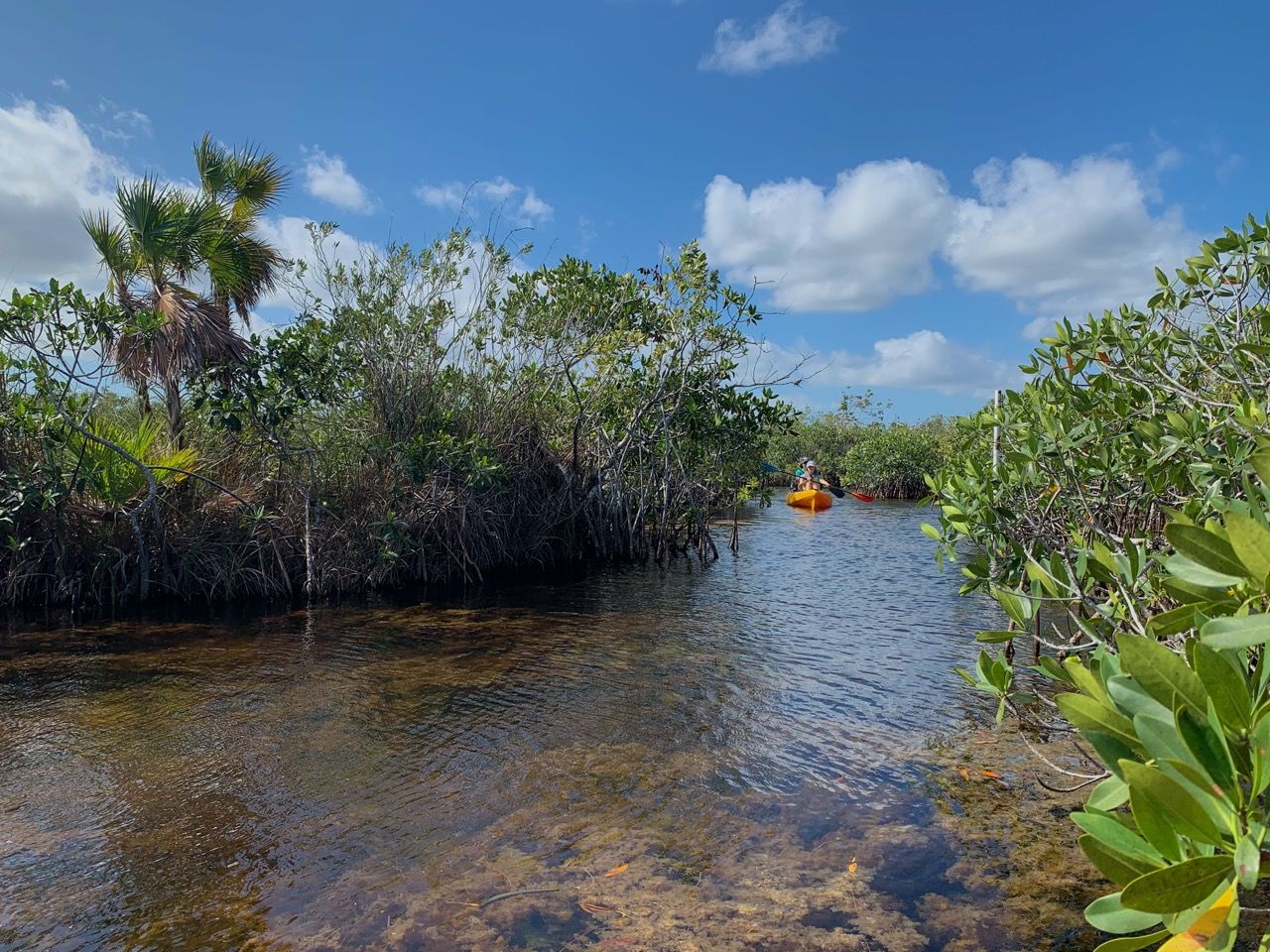 Visiter le Sud des Everglades (entre Florida City et Flamingo) : le ...