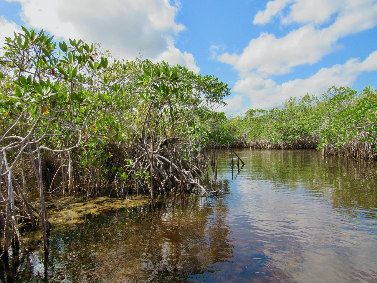 Visiter le Sud des Everglades (entre Florida City et Flamingo) : le ...